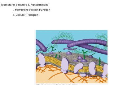 PPT Membrane Structure PowerPoint Presentation Free To Download Id Fbec YTVjM