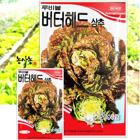 유럽 양상추 버터헤드 궁채 줄기상추 적오크 청오크리프 로메인 아식이 생채 씨앗 심는시기 쌈채소 종류 네이버 블로그