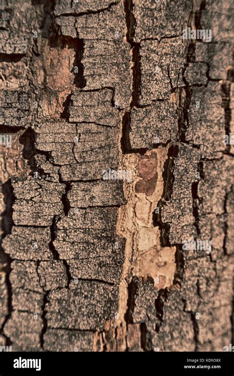 Abstract Texture Of A Surface Tree Like Background Grain Stock Photo Alamy