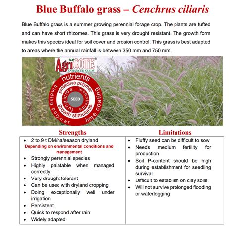 Blue Buffalo Grass Seeds Coated 20kg For The Farmer