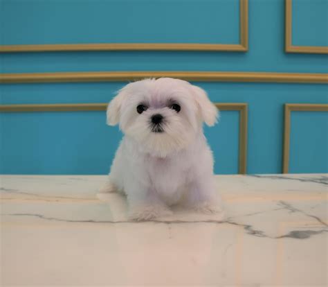 말티즈 남아 399000원 고양이종류 강아지종류 먼치킨 비숑프리제 강아지무료분양 유기견무료분양 시고르자브종 렉돌 친칠라 강아지책임분양 브리티쉬숏헤어분양 도그마루