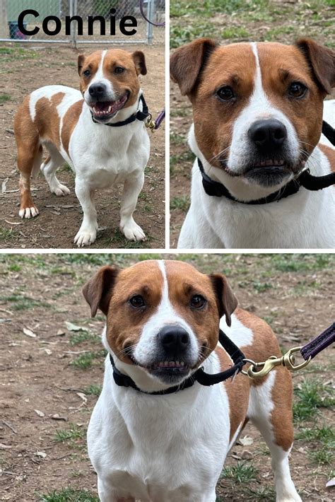 Act Das Yard 32 Connie Crossbreed Female Desexed 4yrs Assessed 9 8 25
