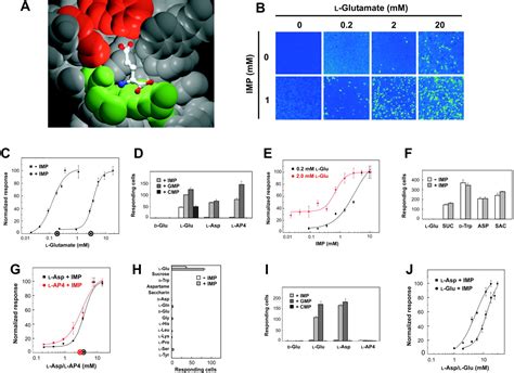 Human Receptors For Sweet And Umami Taste Pnas