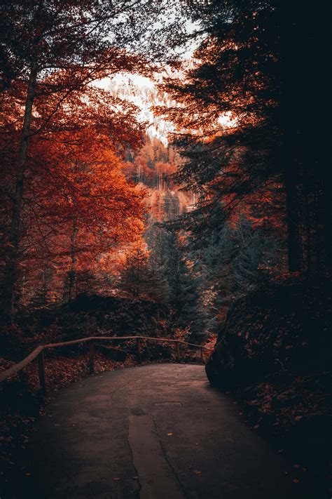200 Dark Fall Aesthetic Wallpapers