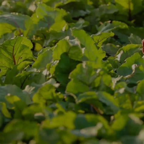 About Asa American Society Of Agronomy