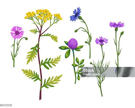 벡터 색깔의 야생화 오트밀 영리한 수레 국화와 함께 꽃 손으로 그린 그림 여름 들판 꽃입니다 개념에 대한 스톡 벡터 아트 및 기타 이미지 Istock