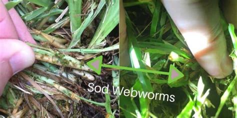 How To Identify And Treat Sod Webworms Houston Grass Pearland