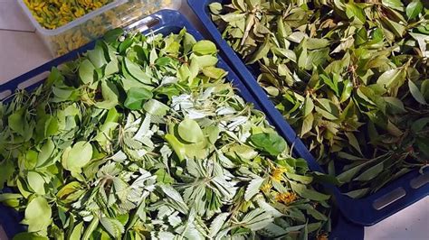 Ферментируем листья фруктовых деревьев цветы одуванчика для ароматного чая Смотреть онлайн в