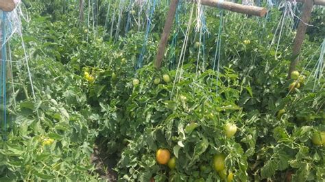 Andebet Tilahun On Linkedin Tomato