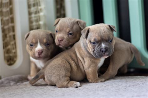 Ultimate Bully Jordan питомник Ultimate Bully