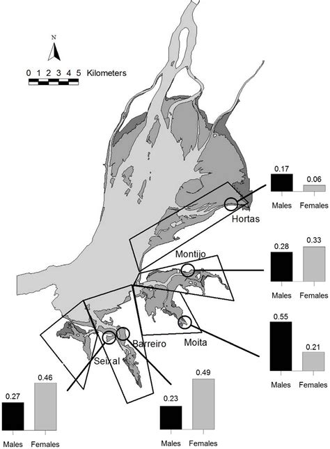 Figure 1 From Sex Promotes Spatial And Dietary Segregation In A Migratory Shorebird During The