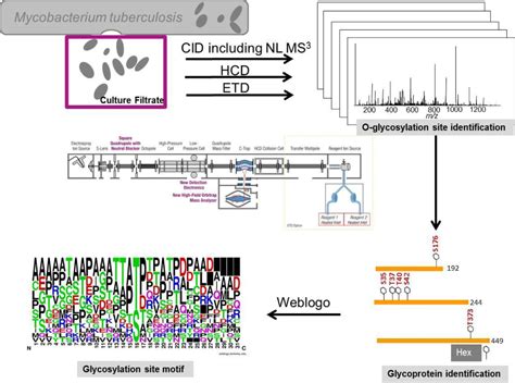 Figure From O Linked Glycosylation Sites Profiling In Mycobacterium Tuberculosis Culture