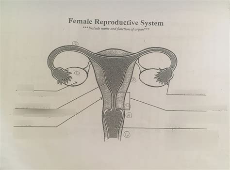 Female Reproductive System Diagram Diagram Quizlet