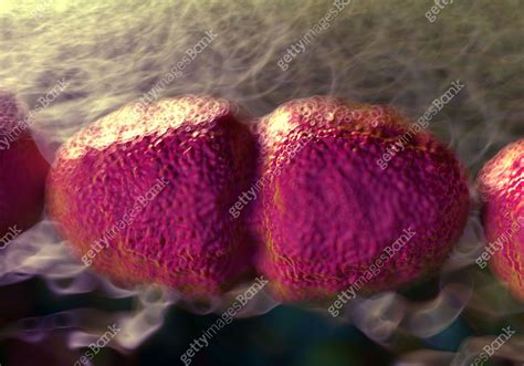 Enterococcus Faecalis Bacteria Or Streptococcus Faecalis Bacteria 이미지 486708228 게티이미지뱅크
