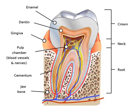 Anatomy And Physiology We Learn We Achieve