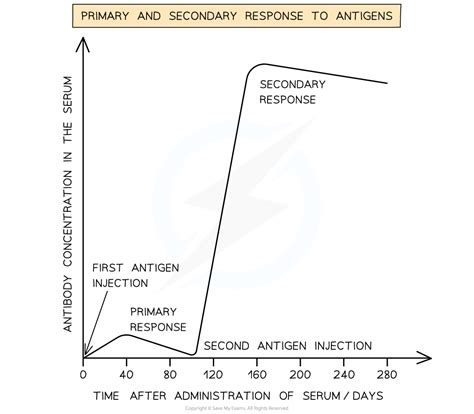 Active Passive Immunity AQA AS Biology Revision Notes 2016