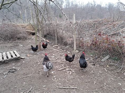 Млади петли Кокошки Пилета Селскостопански животни Граматиково 6 петли 20 лева бройка