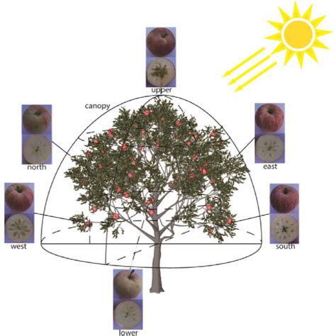 Schematic Diagram Of Fruits Harvested From Six Positions Regionalism In Download Scientific