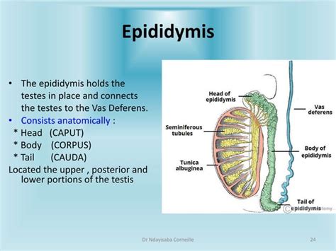 Anatomy Of The Male External Genitalia Pptx