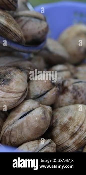 Bivalve Mollusks Bivalves Or Plate Gilled Bivalvia Bivalva Bivalve Mollusks Bivalves Or Plate Gilled Bivalvia Bivalva