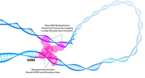 Staying In The Loop Chromosome Loops Required For Cellular Reprogramming The Stem Cellar