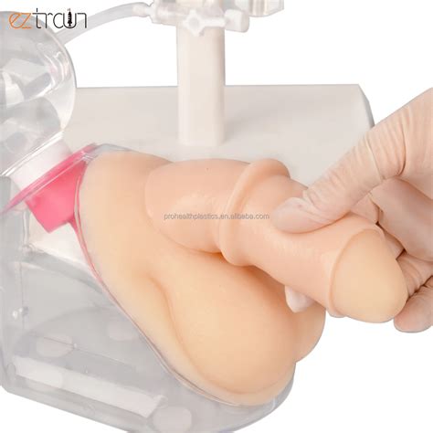 Male Urinary Catheterization Model Catheter Model Bladder
