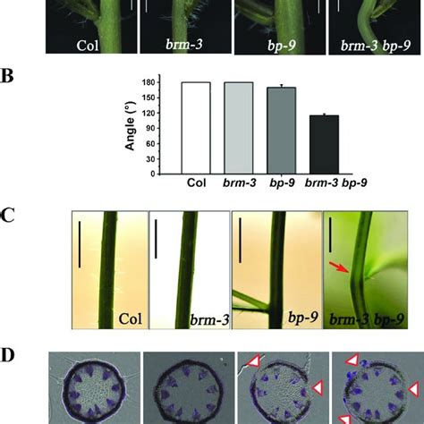 Phenotype Of The Node In Brm 3 Bp 9 And Brm 3 Bp 9 Mutants A Brm 3 Download Scientific