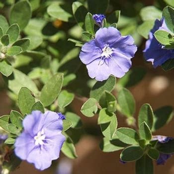 Evolvulus Glomeratus Beach Bum Blue Dwarf Morning Glory Garden