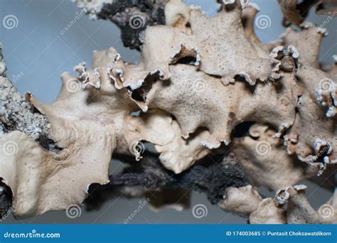 Foliose Lichen Is One Of Variety Of Lichens Which Are Complex