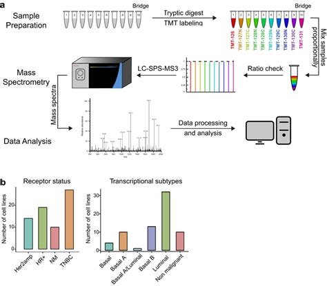 Experimental Overview A Mass Spectrometry Workflow Cell Pellets Were Download Scientific