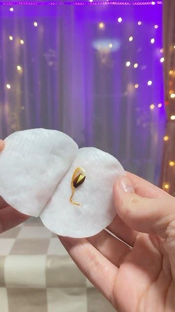 Как вырастить яблоню из семечки 🌳 Garden уходзарастениями Plants дача огород сад Plantcare