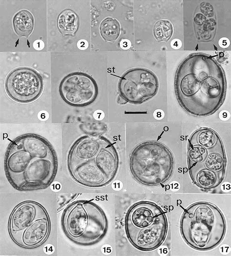 Coccidia Isospora