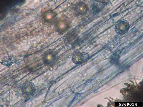 Pythium Diseases Pythium Spp On Dark Tobacco Nicotiana Tabacum Dark Type 5369014