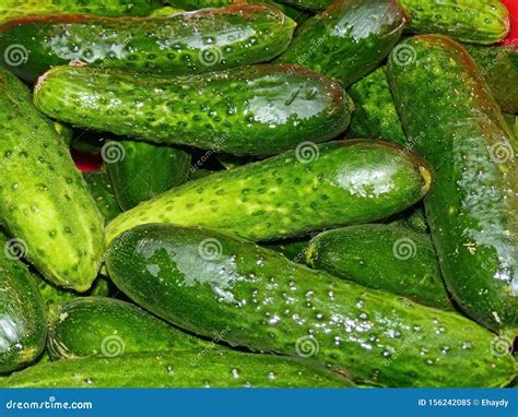 Preparation Of Fresh Cucumbers For Pickling On The Winter Home Canning Natural And Healthy