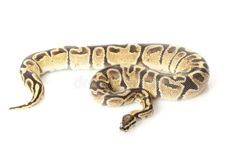 Ball Python Python Regius Stock Image Image Of Genetic Danger 6257167
