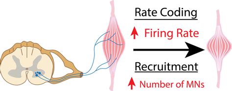 Motoneuron Recruitment Simon A Sharples Phd