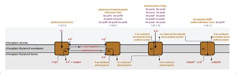 Figure 1 From The Metacyc Database Of Metabolic Pathways And Enzymes