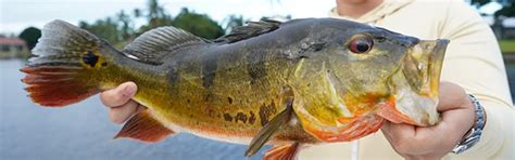 Miami Peacock Bass Fishing Peacock Adventures