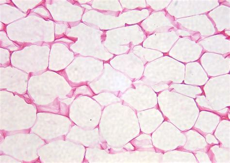 Salisbury S Graduate Histology Connective Tissue