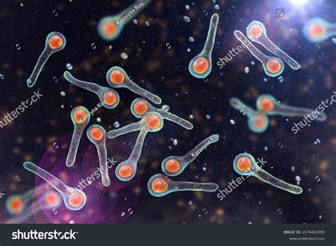 파상풍 3d 그림의 가사촉진제인 클로스트리듐 테타니균 스톡 일러스트 2176415705 Shutterstock