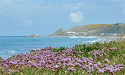 바다 옆에 있는 보라색 꽃밭 사진 Unsplash의 무료 풍경화 이미지