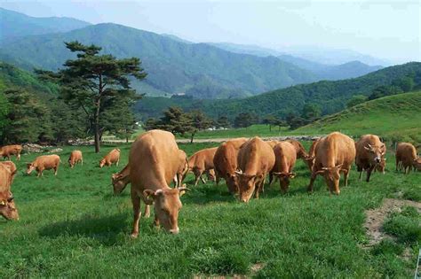시사조선 전국 첫 친환경 녹색축산농장 지정전남도친환경 녹색축산 전국 성공모델 만든다전남도농업용 트랙터 로봇 개발 시동전남도내 은퇴 전문가‘남도친구들자원봉사