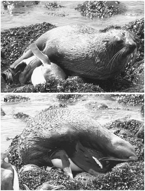 Seal Tries Sex With Penguin Live Science