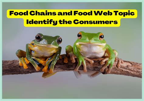 Consumers Science Examples