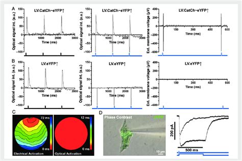 Confirmation Of Functional Catch Expression A And B Typical Optical