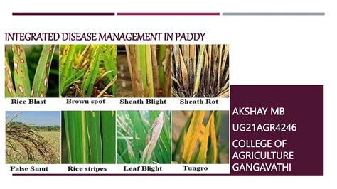 Integrated Disease Management Of Paddy Ppt Pptx