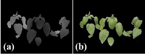 Segmented Leaves A Segmented Depth Image And B Segmented Leaves