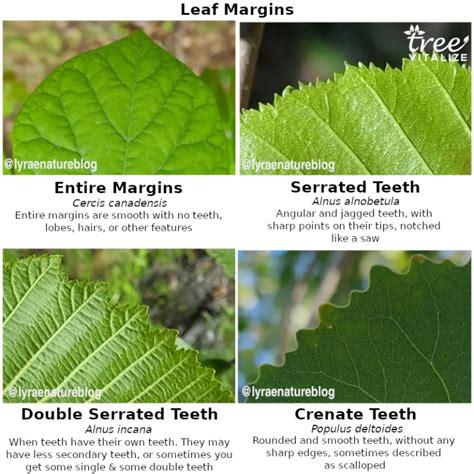 18 Different Types Of Ash Trees Their Identifying Features