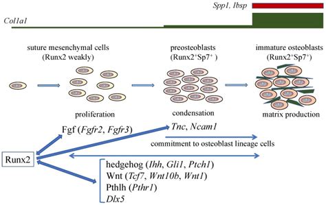 Regulation Of Proliferation Differentiation And Functions Of