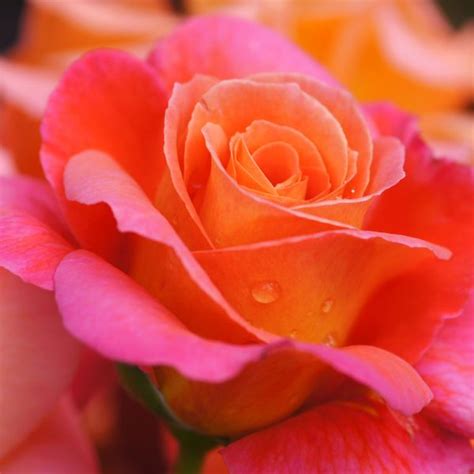 Tips Information About Roses Gardening Know How